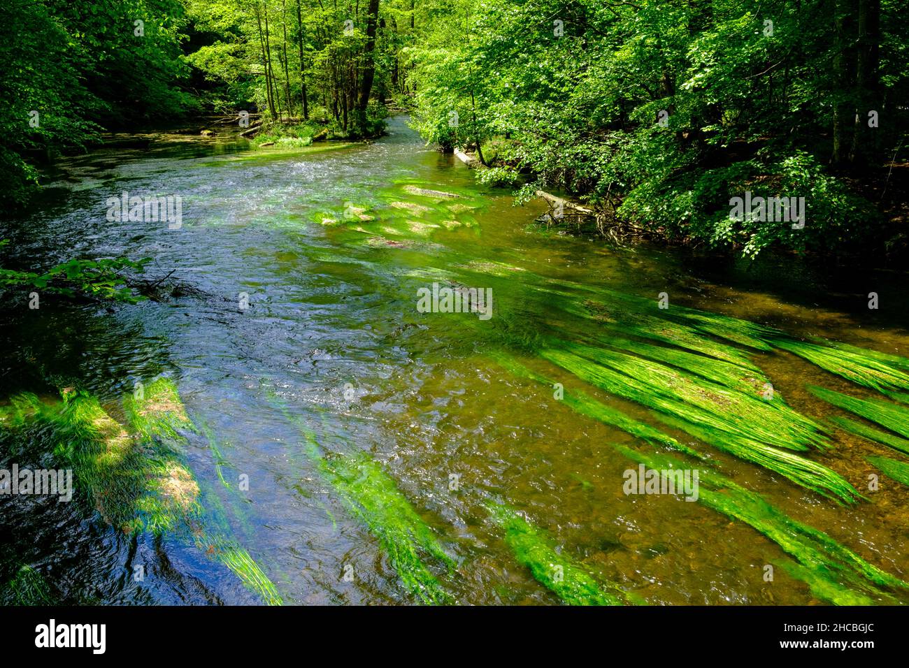 River Wurm flowing through summer forest Stock Photo - Alamy