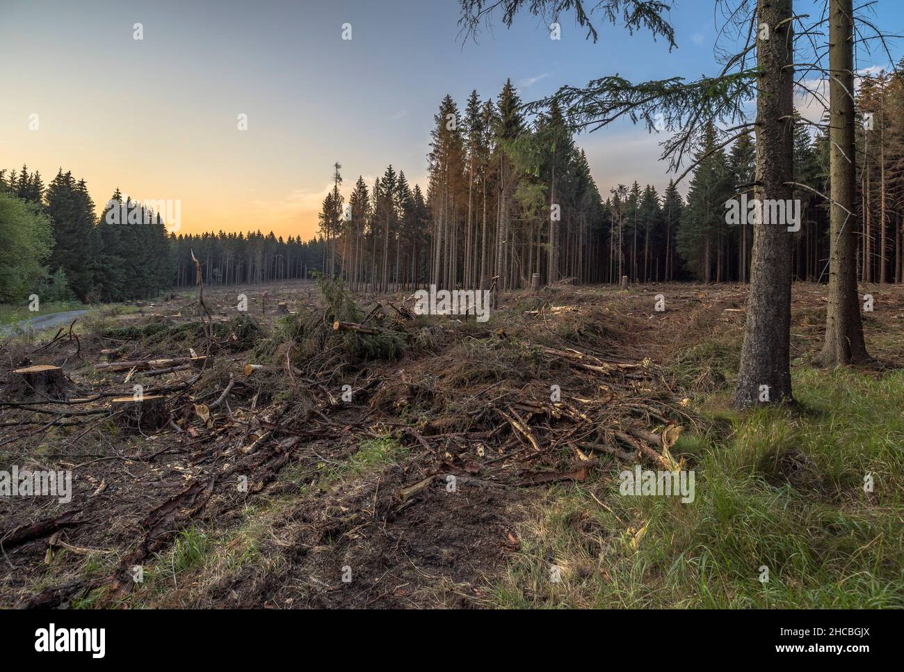 Spruce trees damaged by bark beetle infestation Stock Photo - Alamy