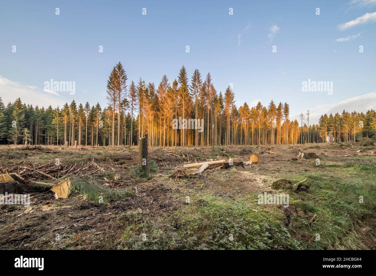 Spruce trees damaged by bark beetle infestation Stock Photo - Alamy