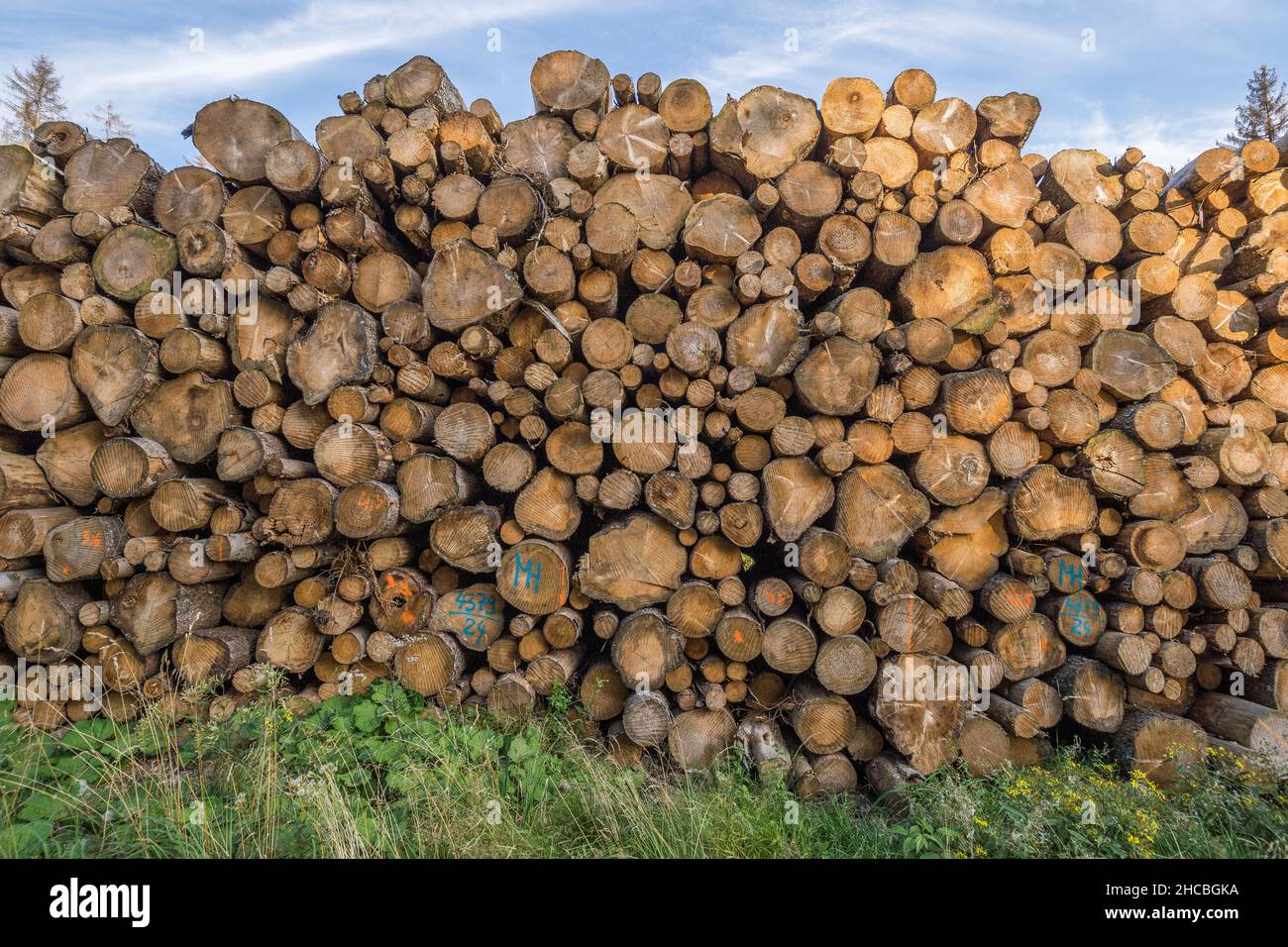 Pile of timber cut in Harz National Park Stock Photo - Alamy
