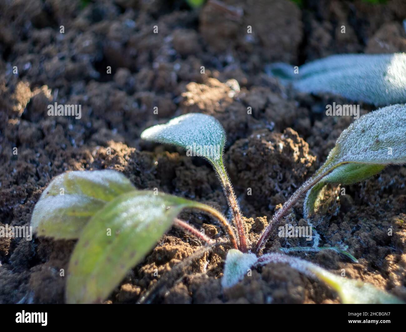 Light snow in the garden hi-res stock photography and images - Alamy