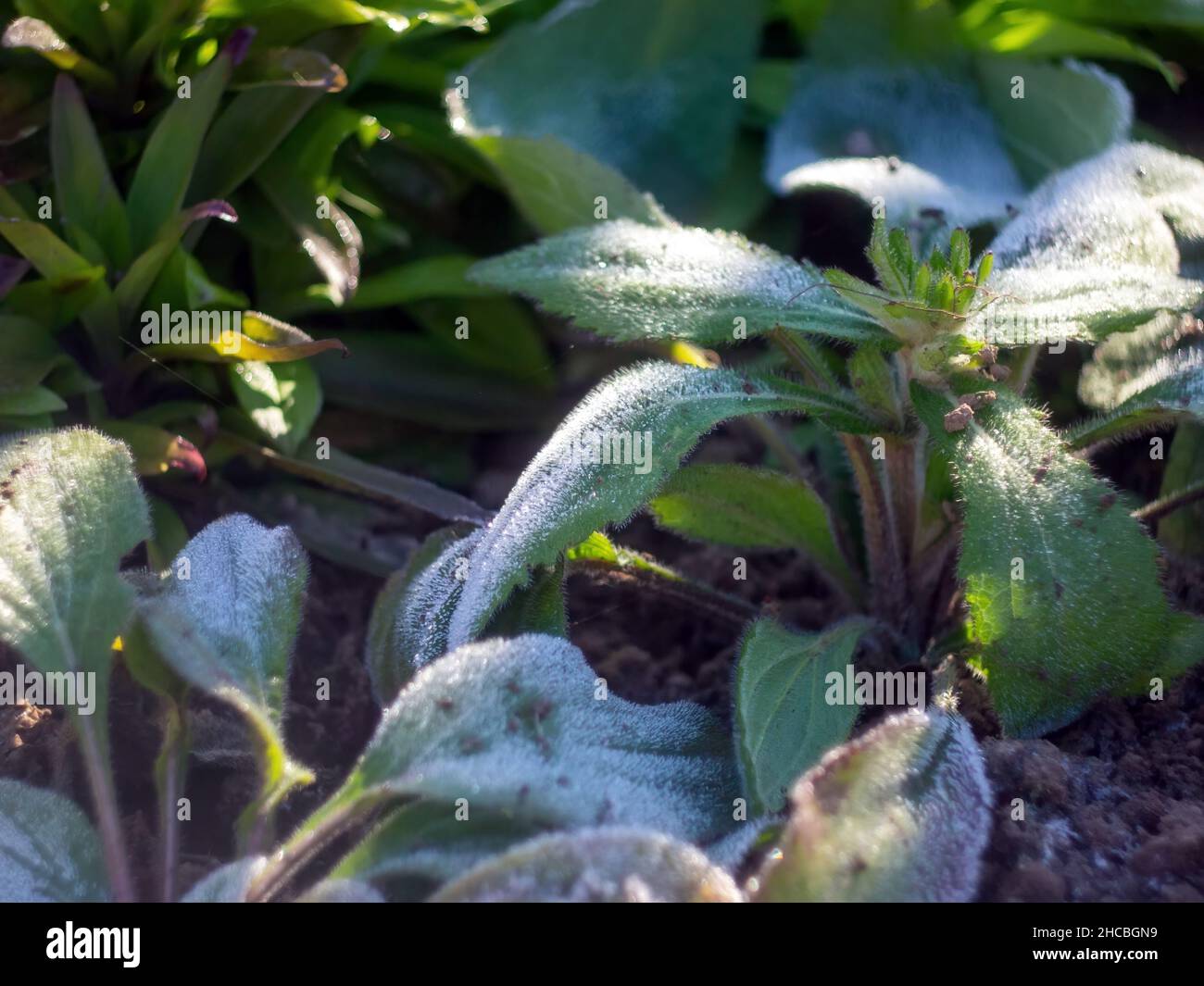Light snow in the garden hi-res stock photography and images - Alamy