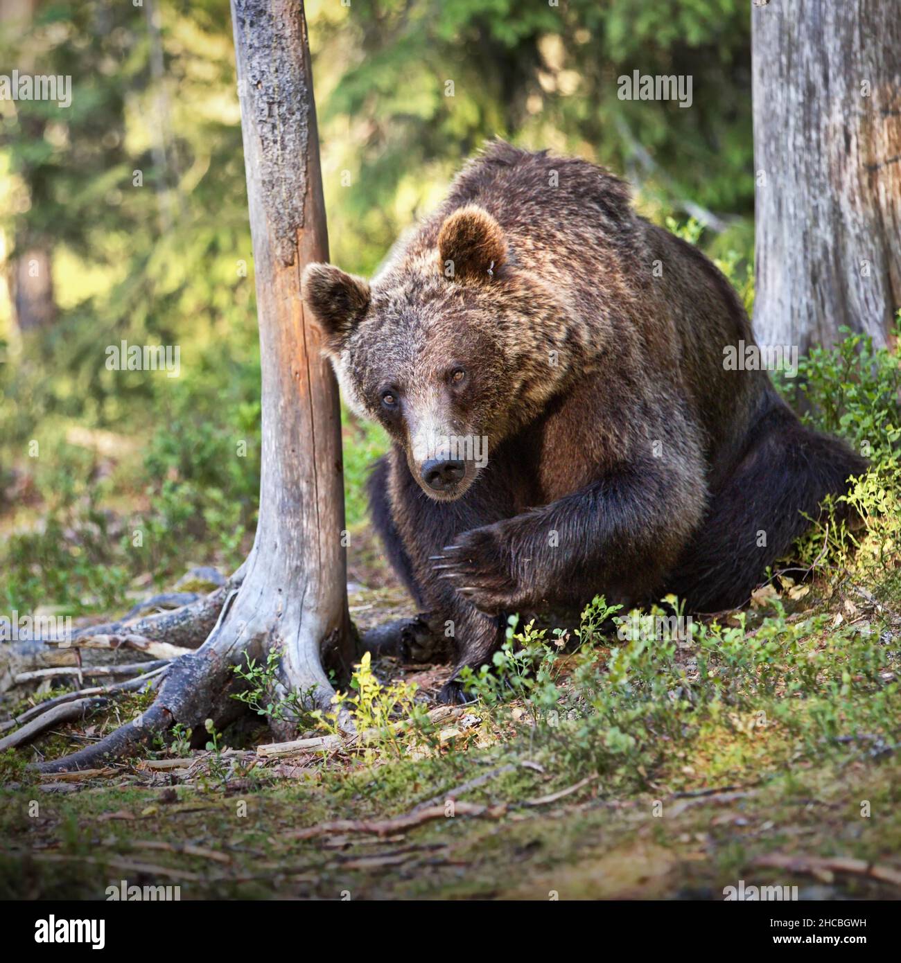 Closeup of a terrifying grizzly bear on the ground in a forest in ...