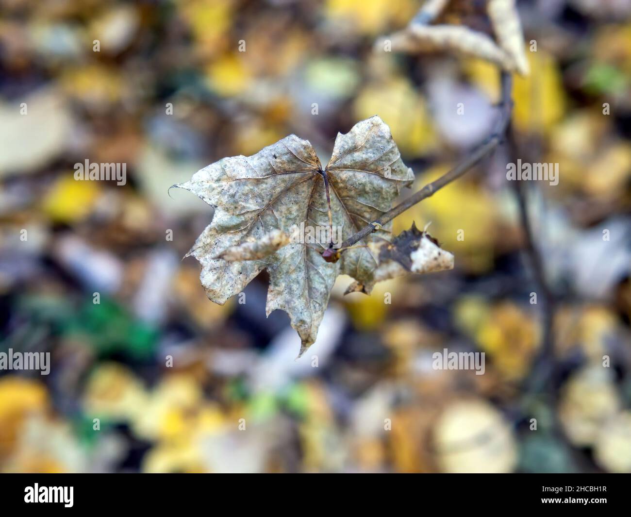 fallen leaves fell from the tree onto the grass in the fall Stock Photo ...