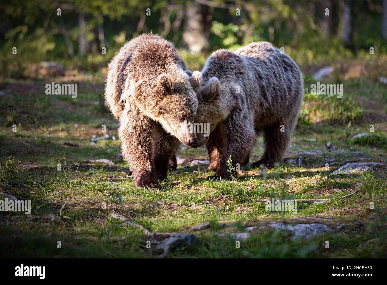 Brown bears in the forest in Finland Stock Photo - Alamy