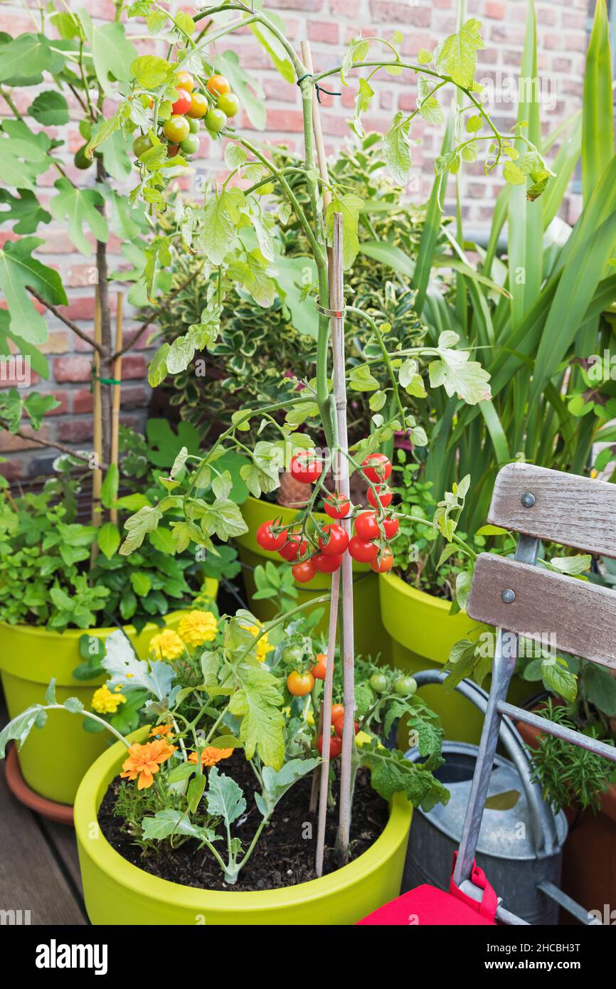 How To Grow Cherry Tomatoes On Balcony at Irene Rayburn blog