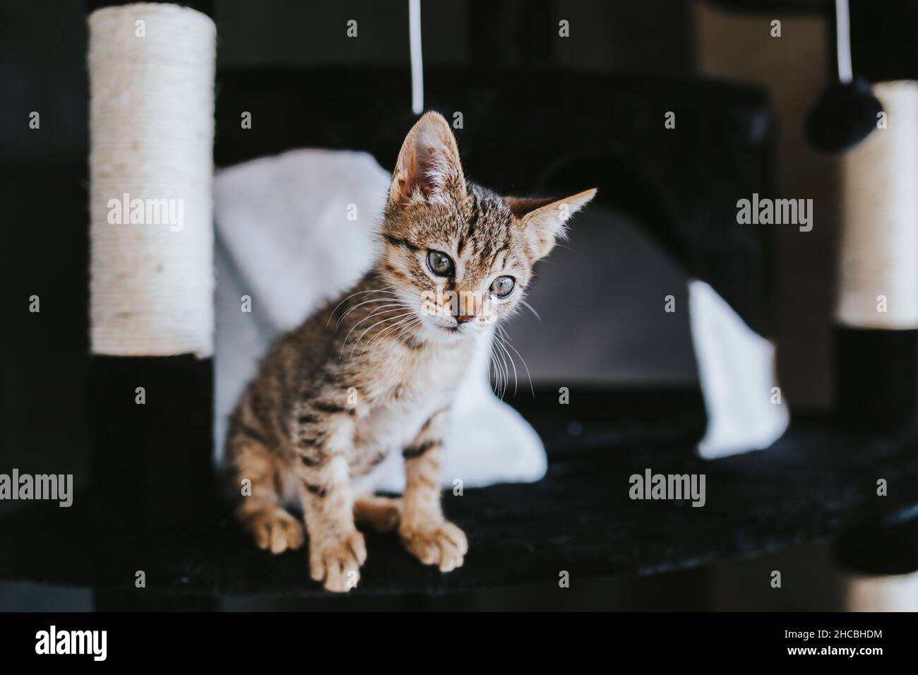 Mixed kitten hi-res stock photography and images - Alamy