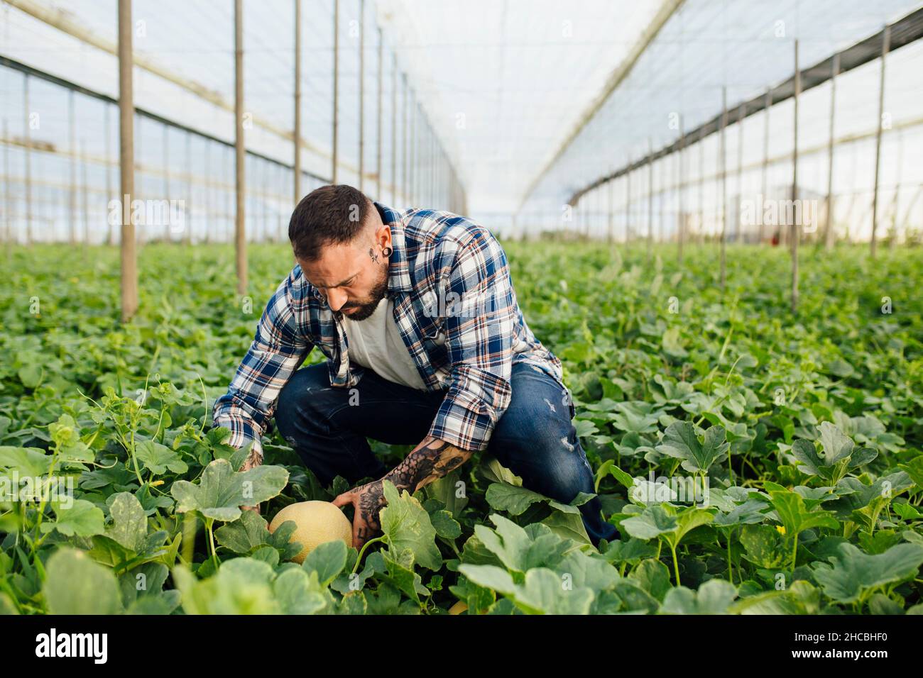 Melon farmer hi-res stock photography and images - Alamy