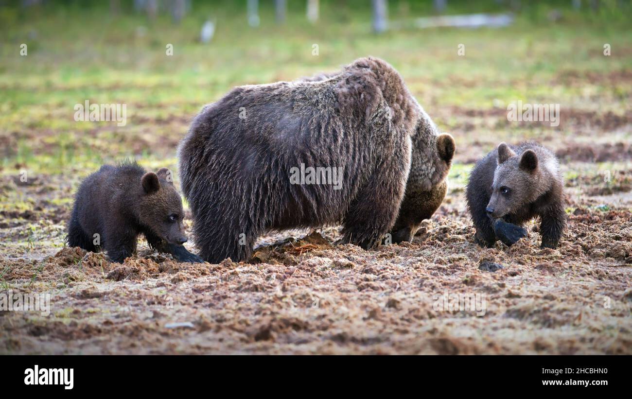 Brown bears in the forest in Finland Stock Photo - Alamy