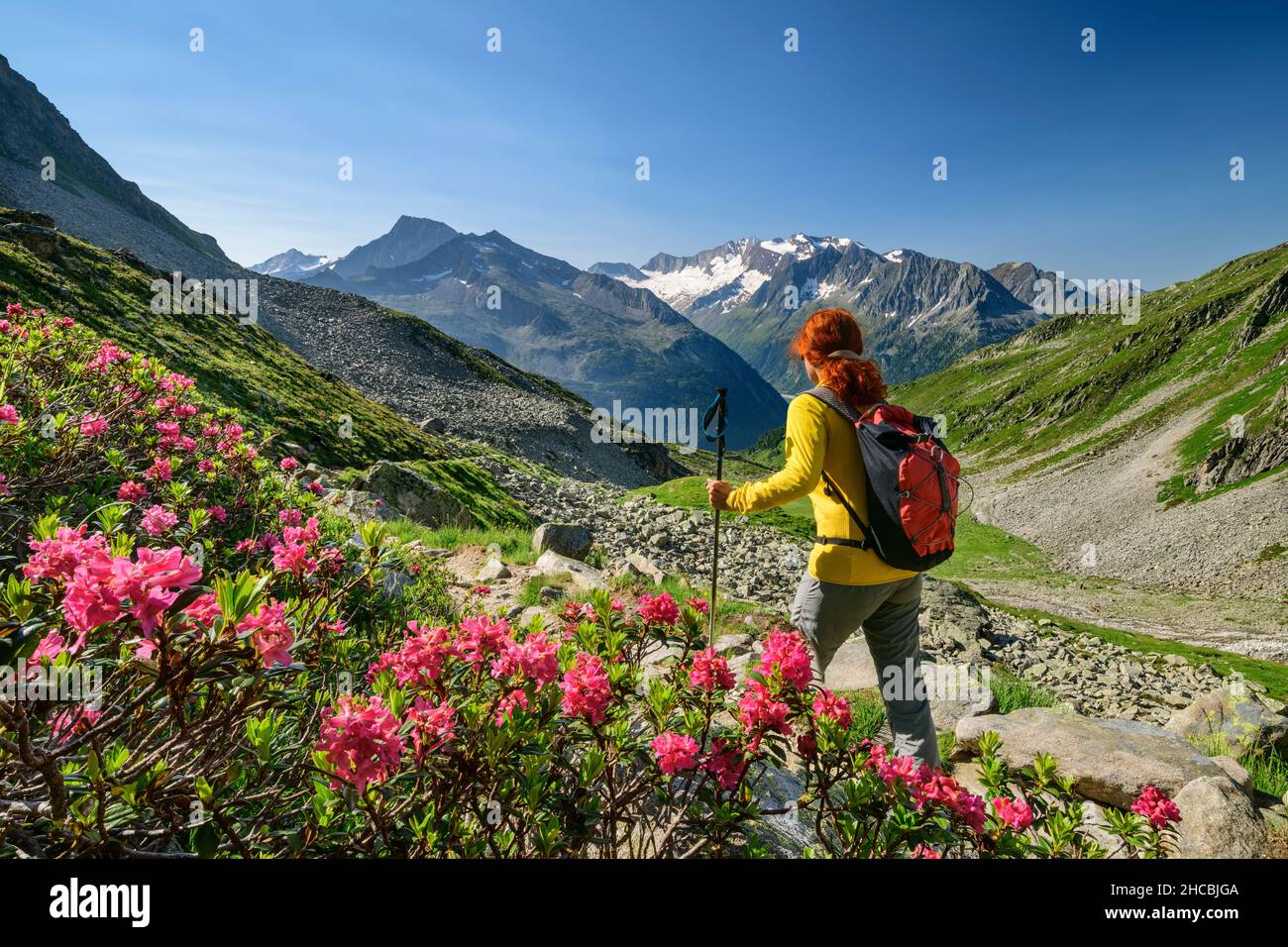 Female hiker passing roses blooming in scenic valley of Zillertal Alps ...