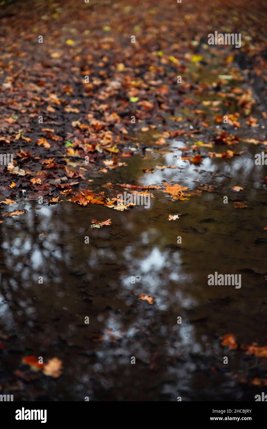 Puddle leaves hi-res stock photography and images - Alamy