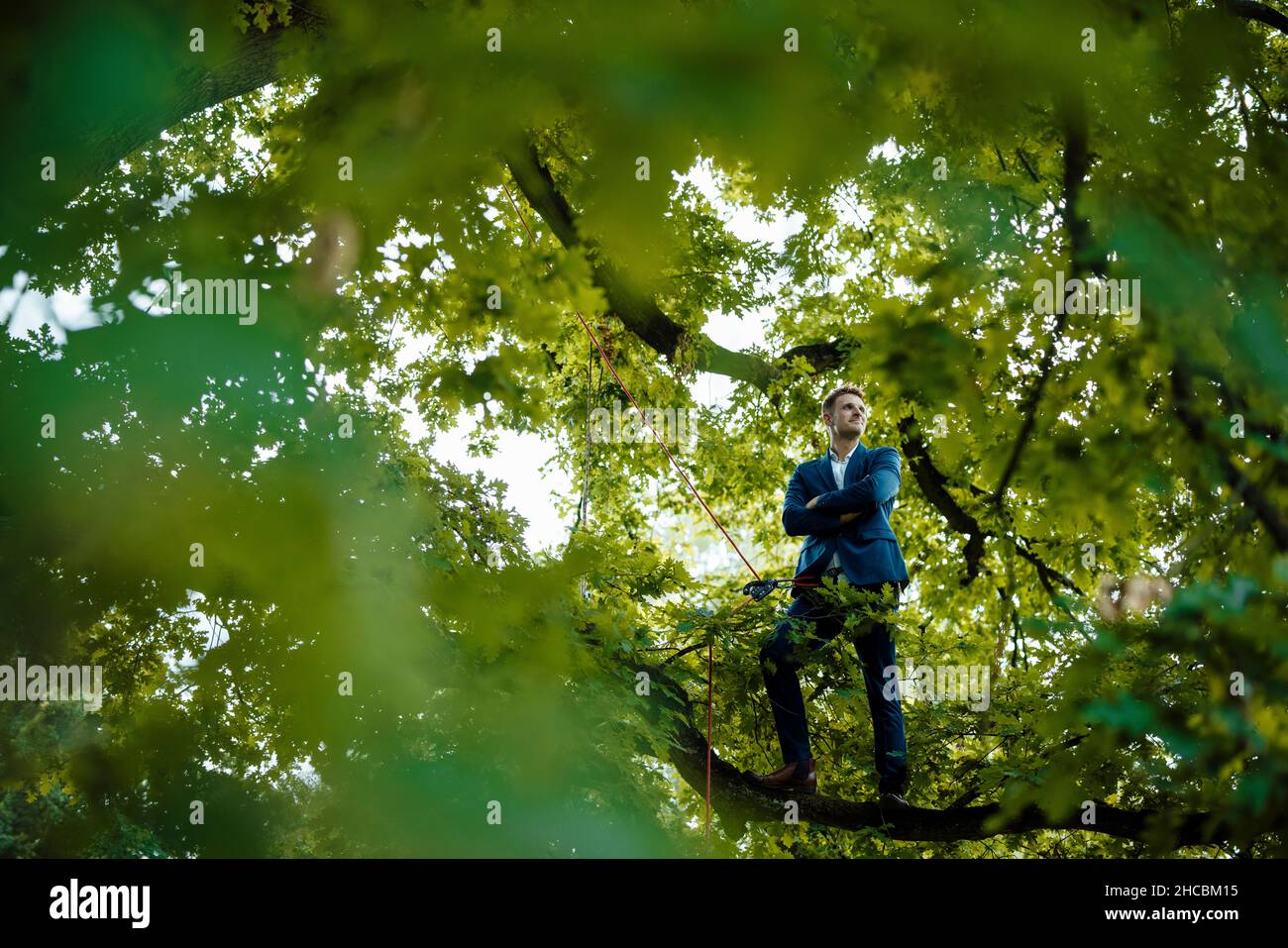 Businessman tied up with rope hanging on tree showing fist Stock Photo ...