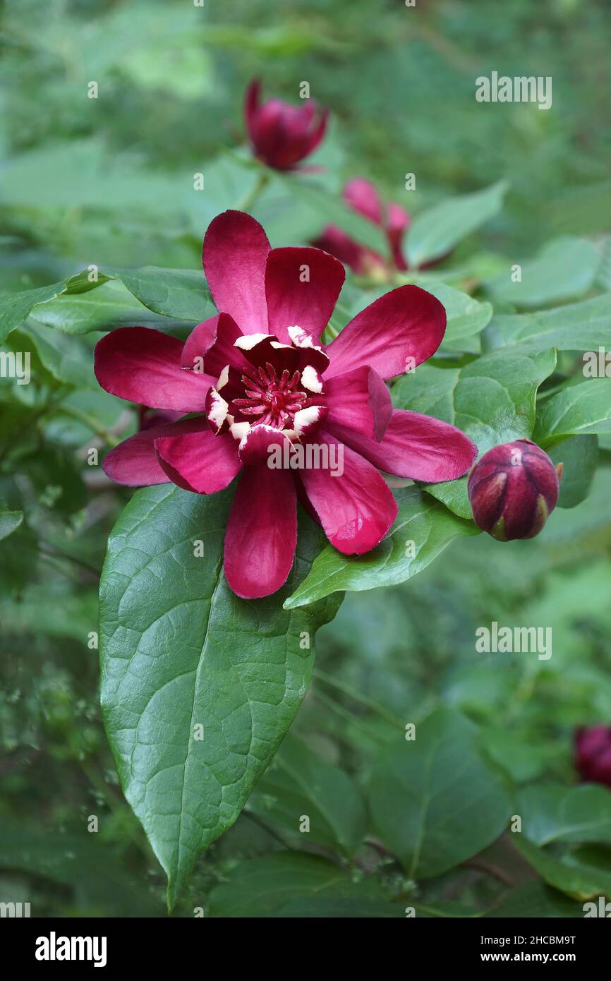 Eastern sweetshrub (Calycanthus floridus). Called Carolina spicebush ...