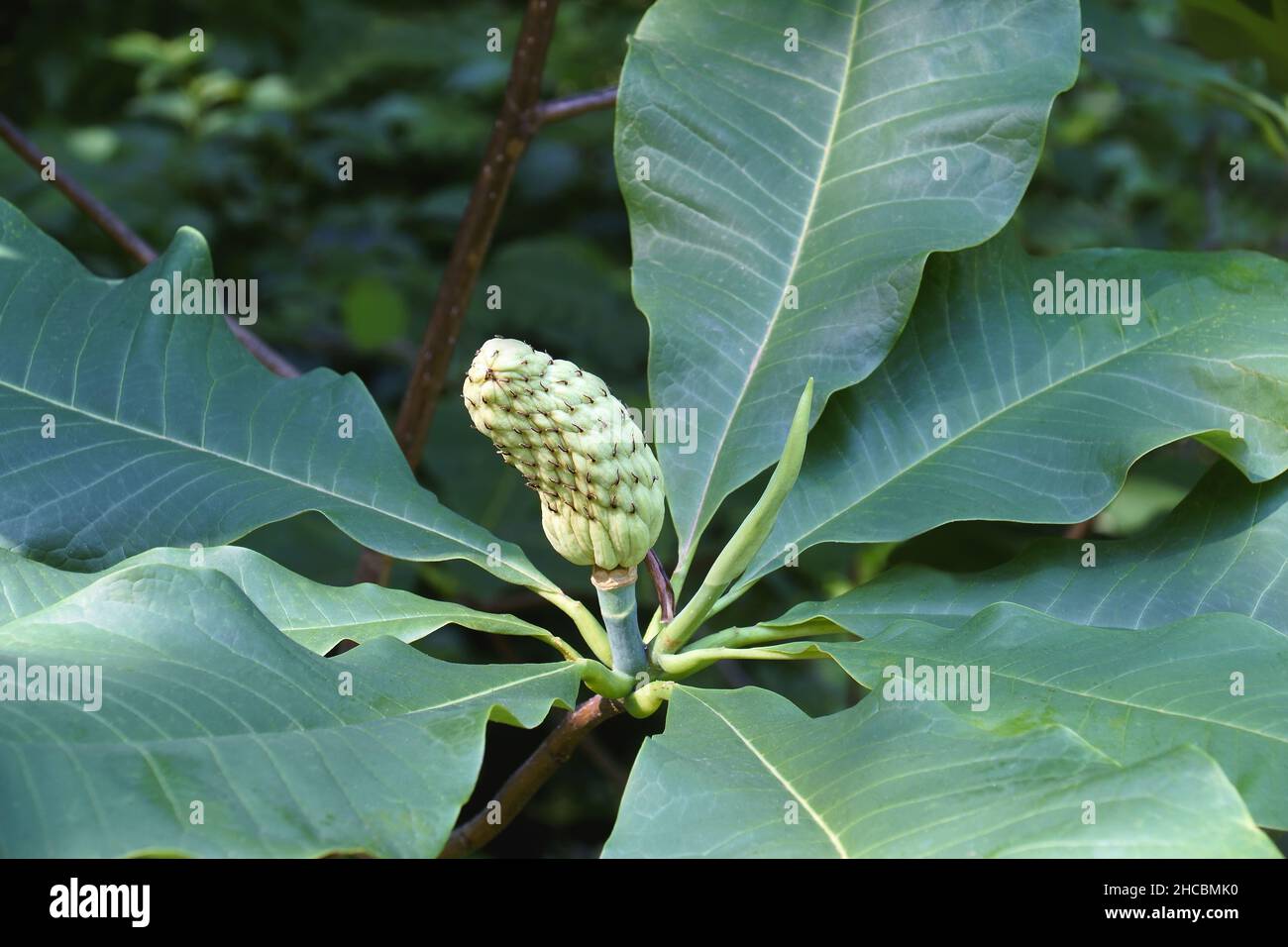 Bigleaf magnolia (Magnolia macrophylla Stock Photo - Alamy