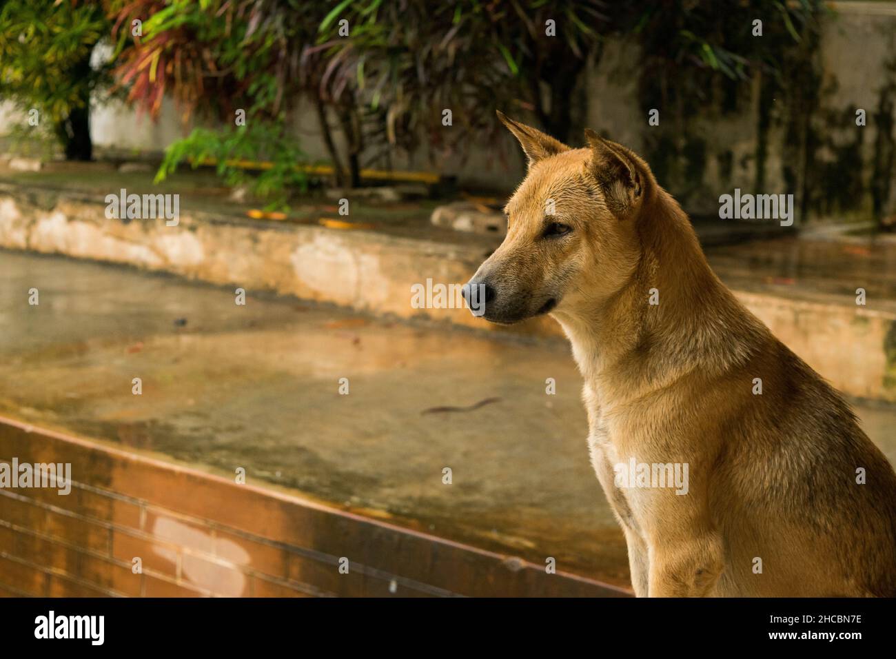 Myanmar feral dogs hi-res stock photography and images - Alamy