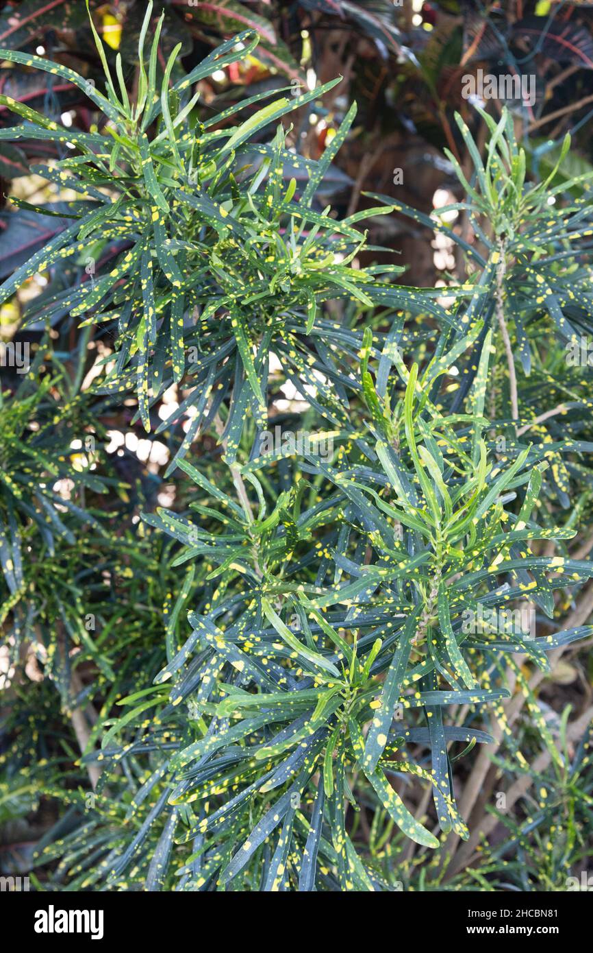 Codiaeum Variegatum Punctatum - croton punctatum Stock Photo - Alamy