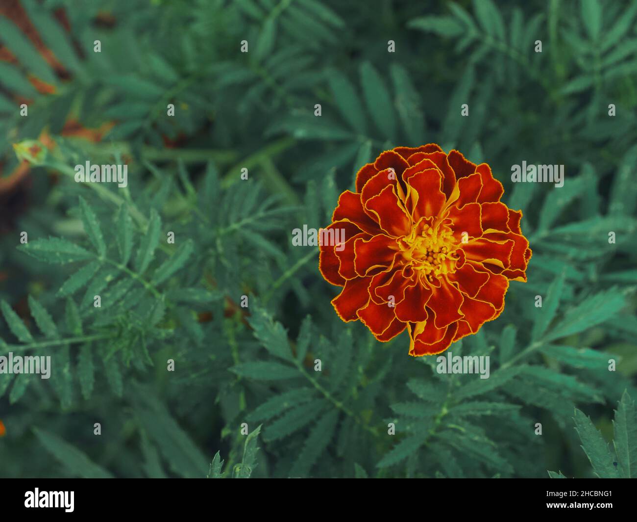One large marigold flower, close-up shot, top view Stock Photo - Alamy