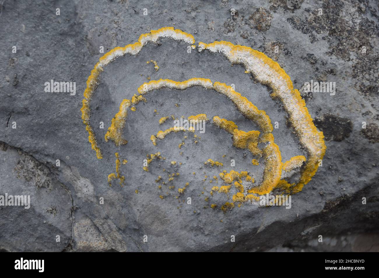 Nature makes patterns in life and in death, natural forms are natures ...