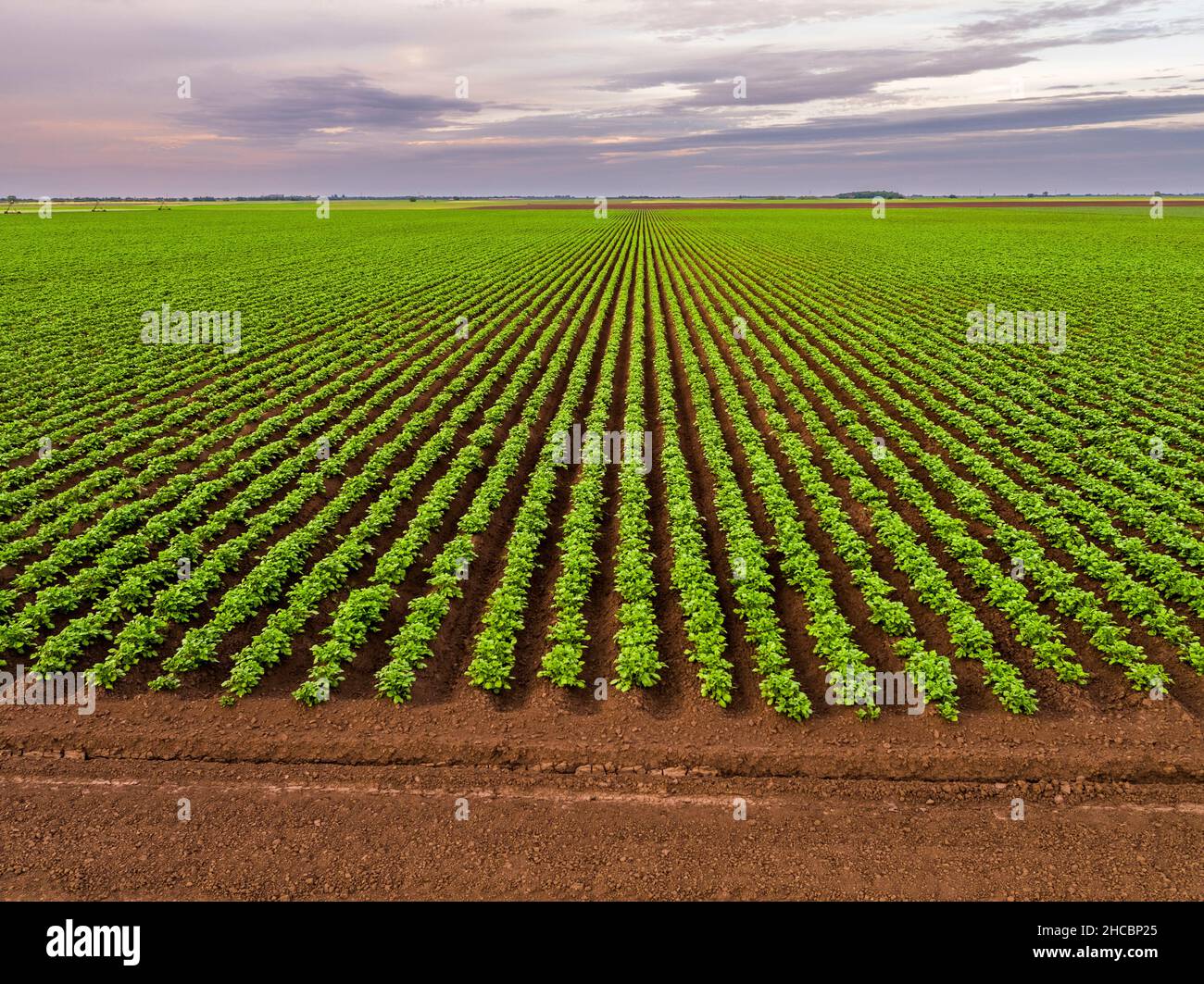 Aerial green potato field hi-res stock photography and images - Alamy