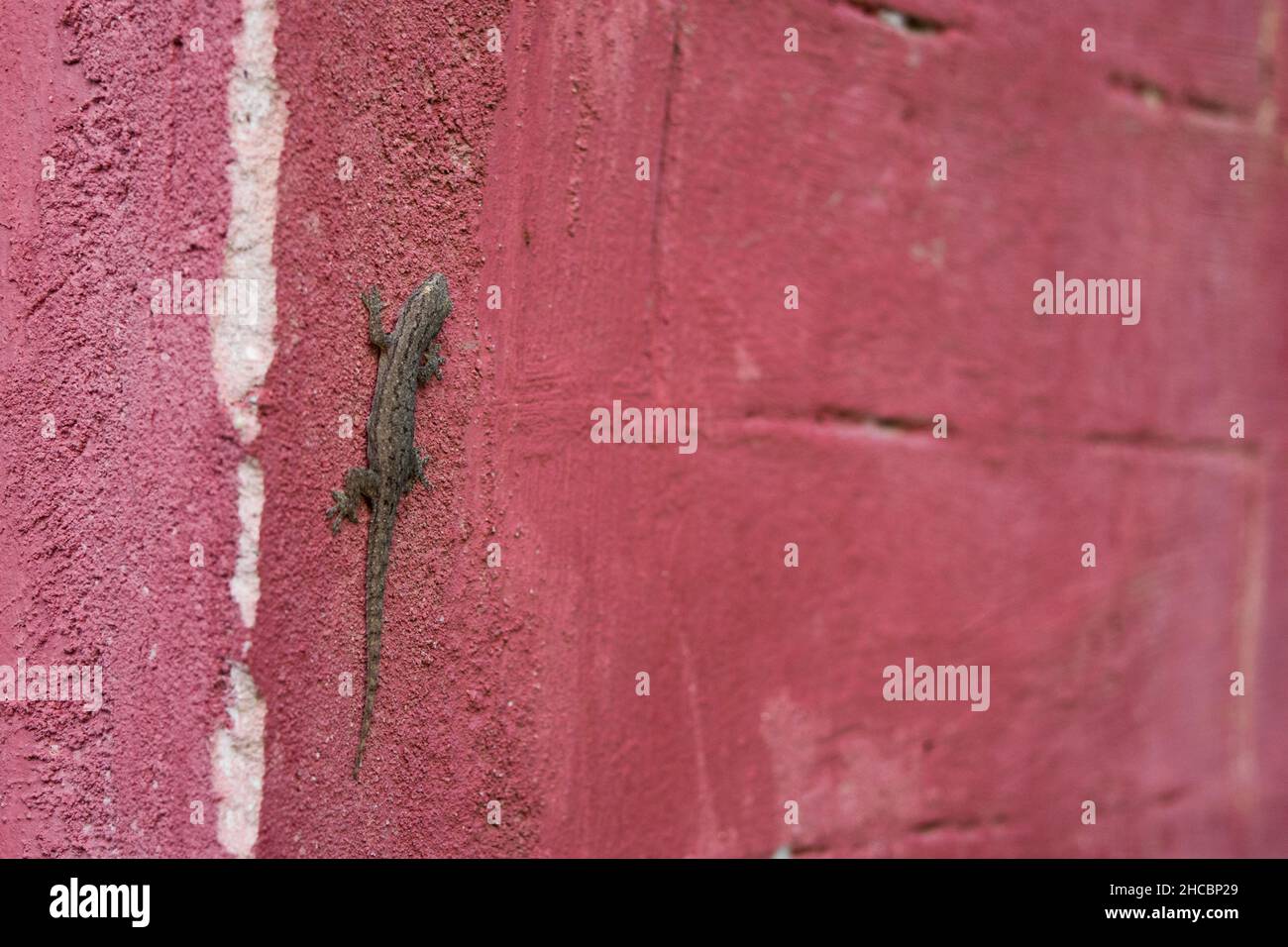 Indo pacific house gecko hi-res stock photography and images - Alamy