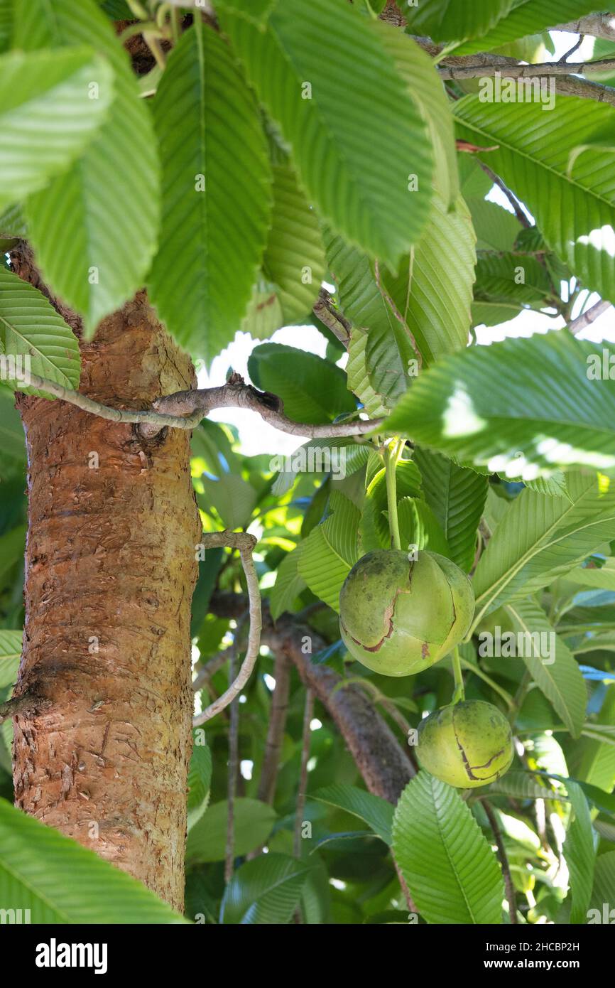 Dillenia indica - India apple tree Stock Photo - Alamy