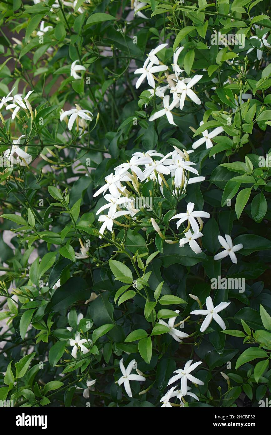 Twisted jasmine (Jasminum tortuosum). Called African jasmine and ...