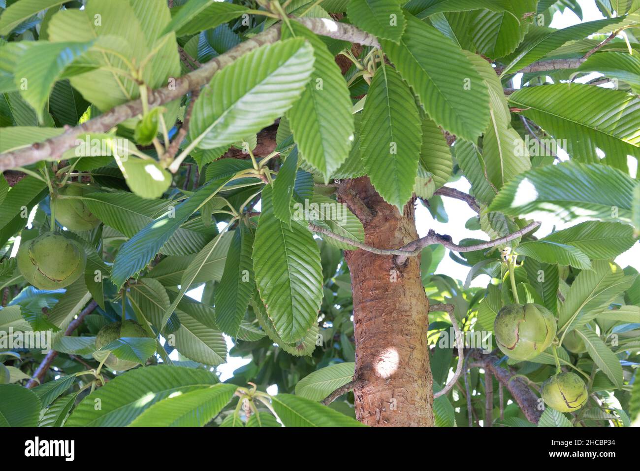 India apple tree hi-res stock photography and images - Alamy