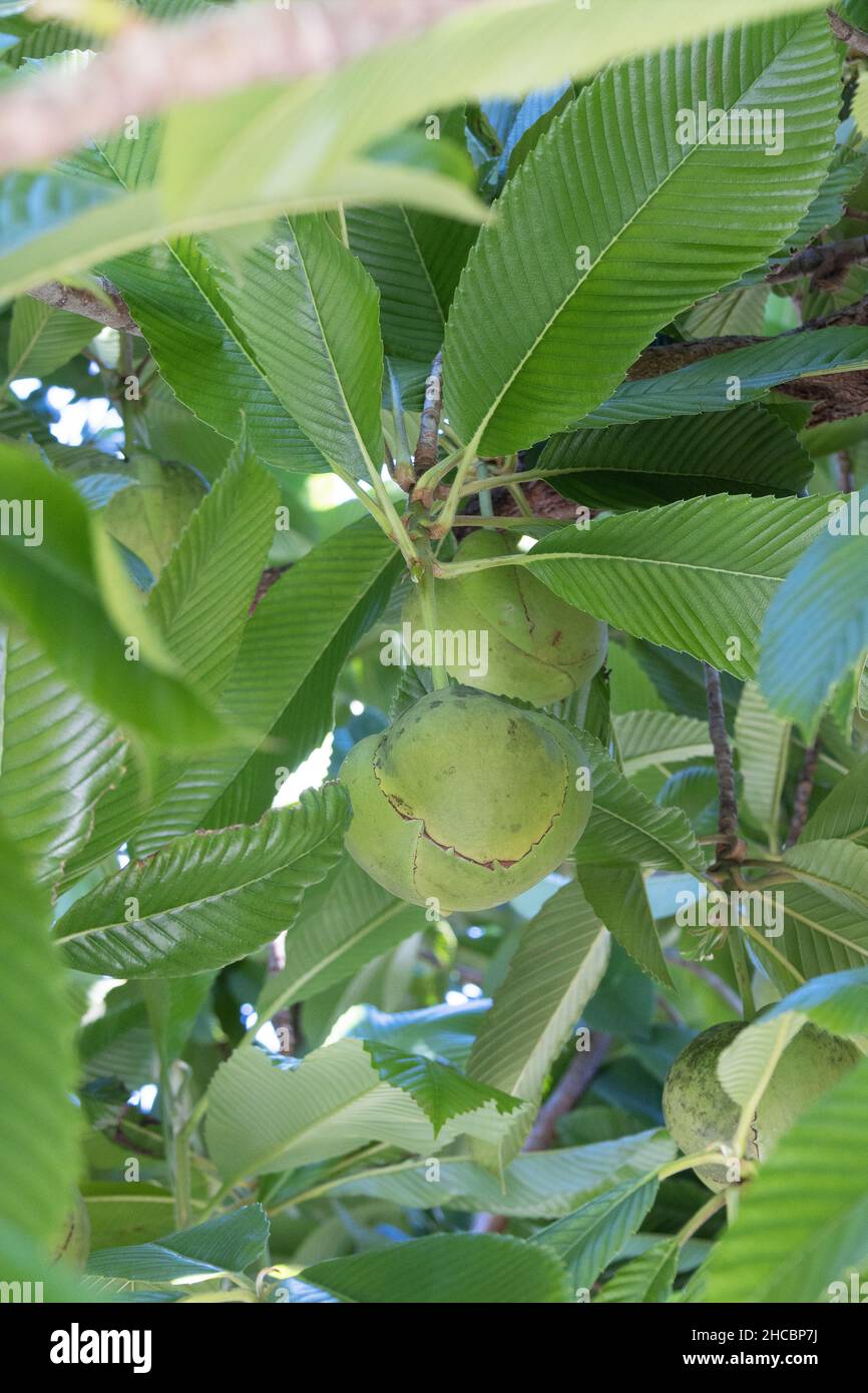 India apple tree hi-res stock photography and images - Alamy