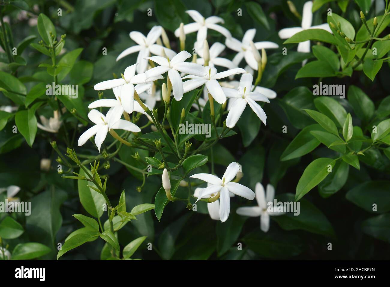Twisted jasmine (Jasminum tortuosum). Called African jasmine and ...