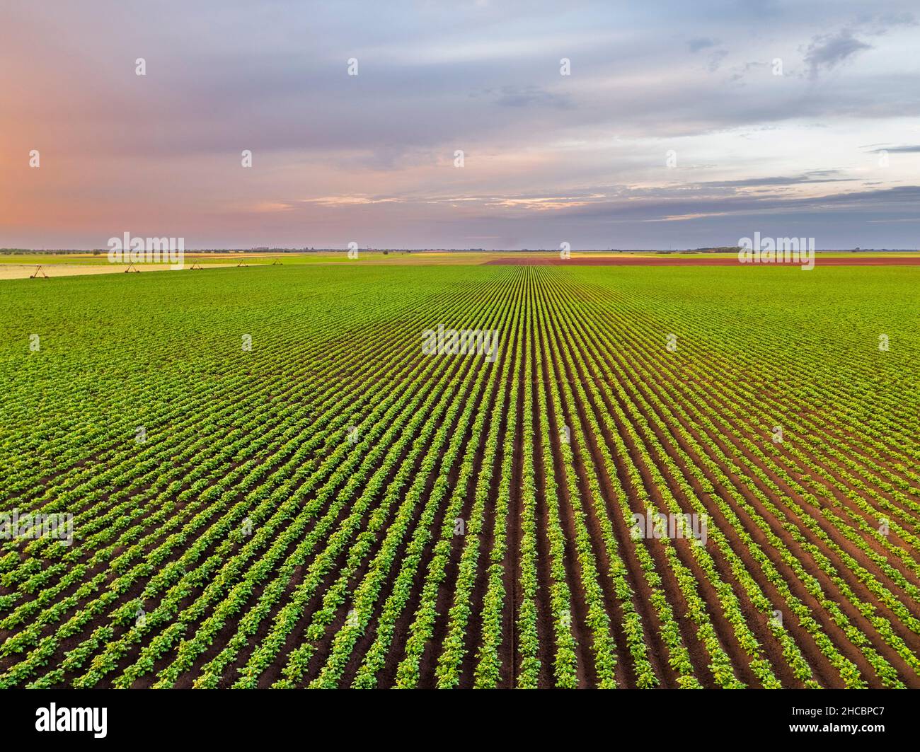 Aerial view of vast green potato field at dawn Stock Photo - Alamy