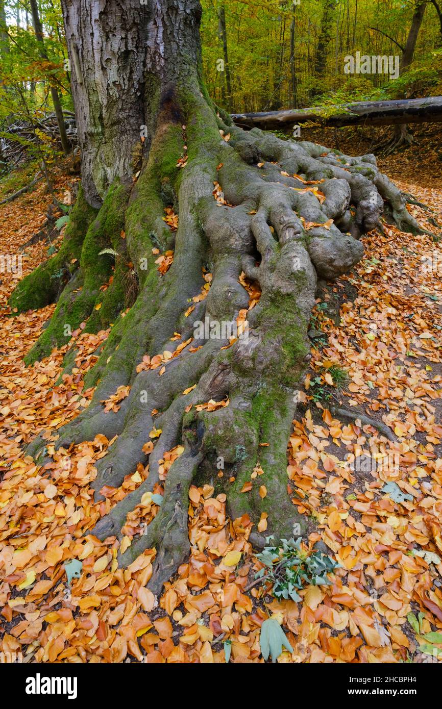 Roots of beech tree growing in autumn forest Stock Photo - Alamy