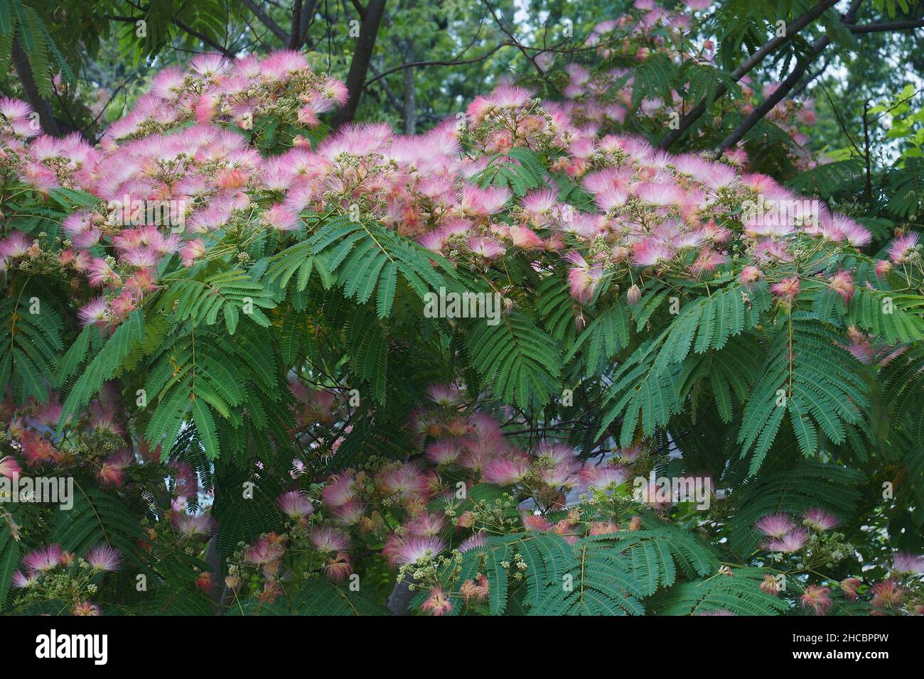 Silktree (Albizia julibrissin).Called Mimosa, Persian Acacia, Persian ...