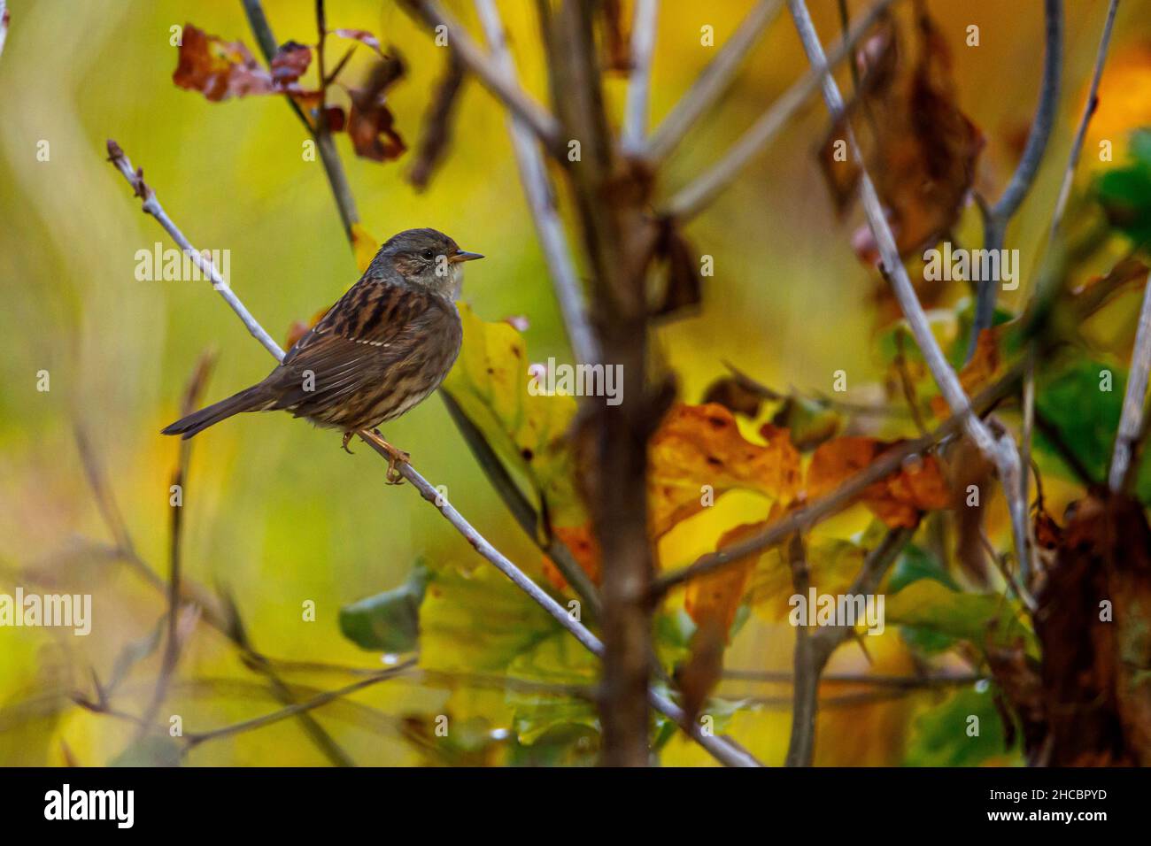 Small bird images hi-res stock photography and images - Alamy