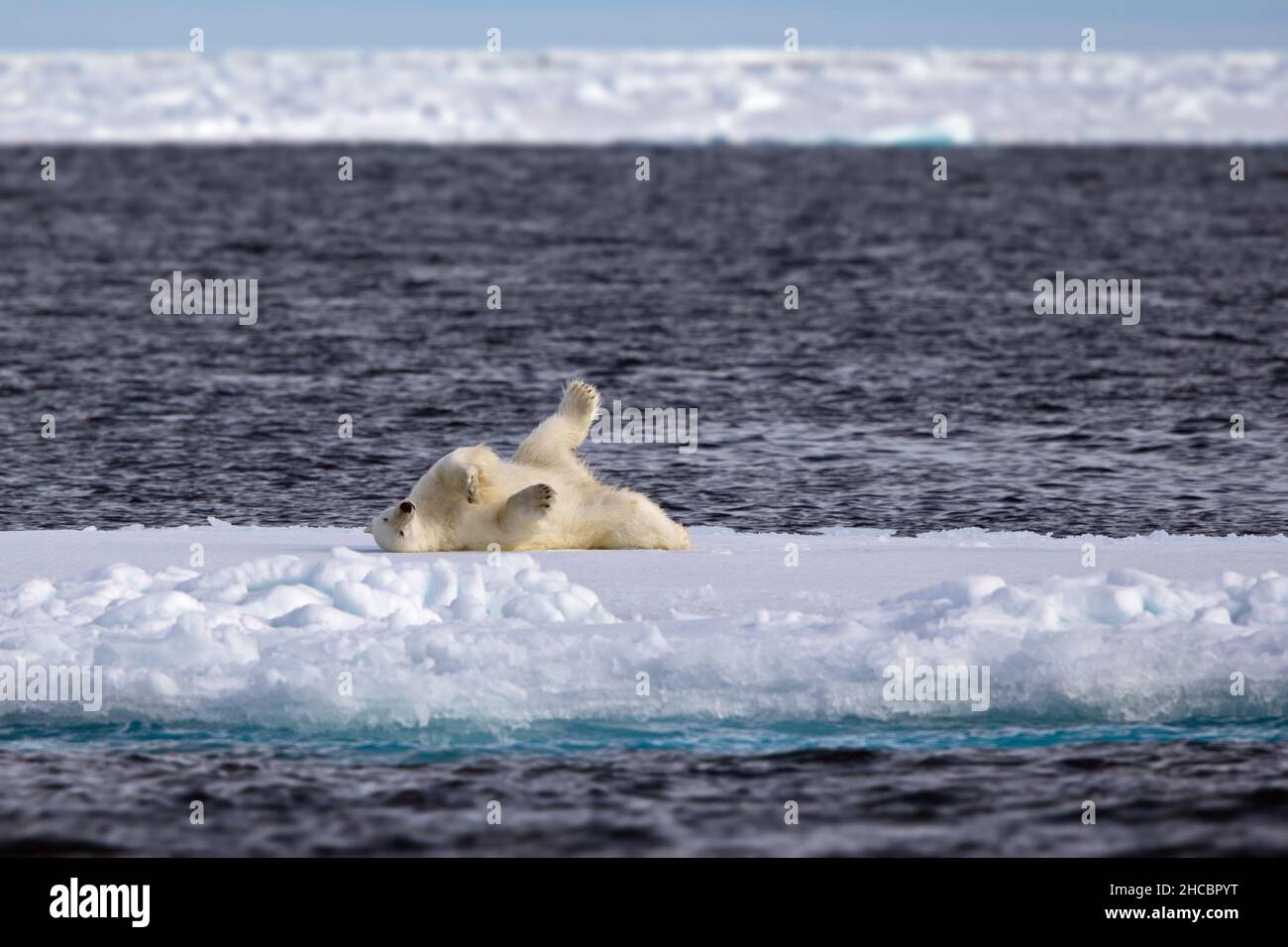 Beautiful shot of a white bear lying on the frozen surface during the ...