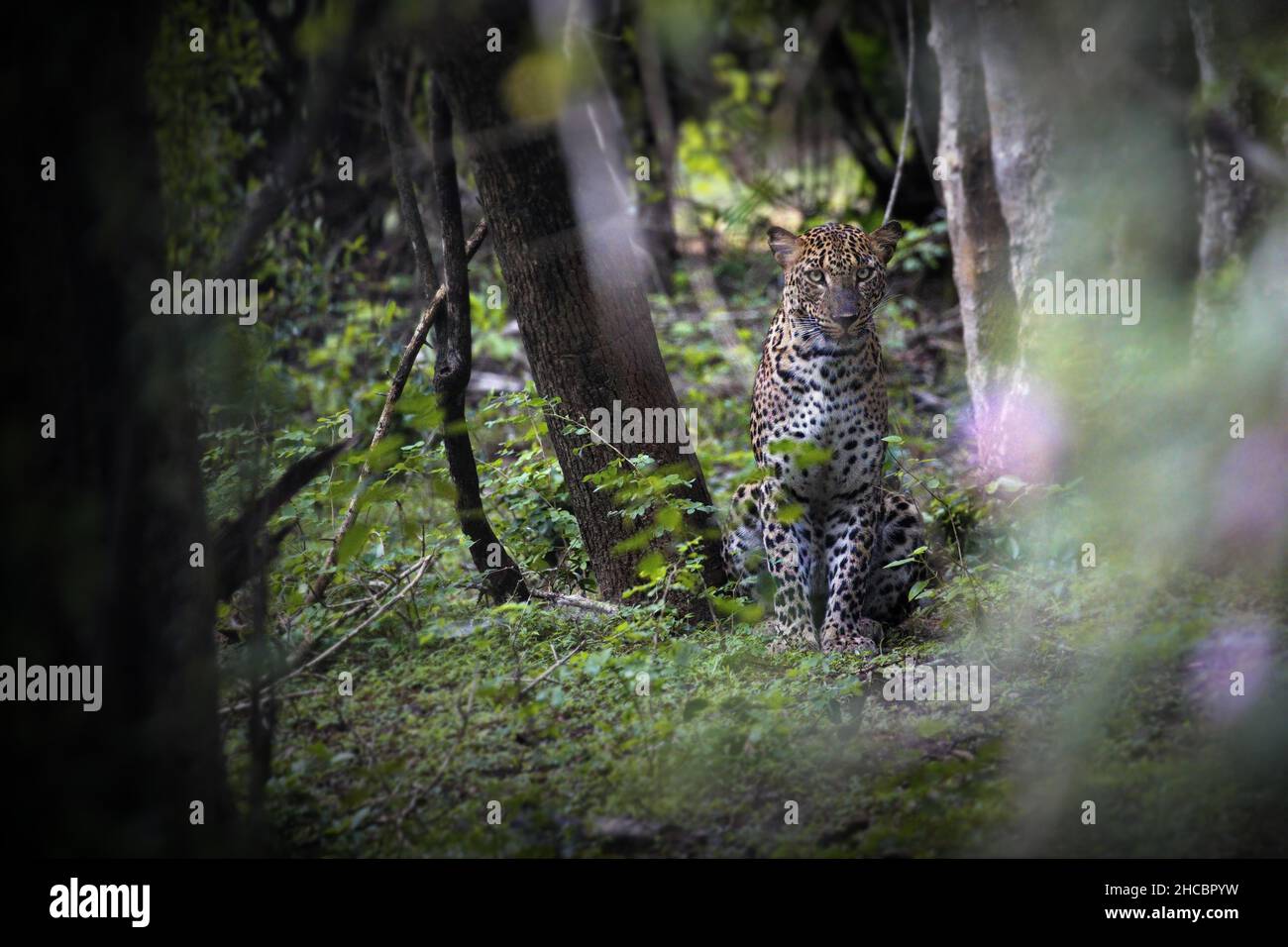 Leopard in the lush green forest visible through tree branches Stock ...