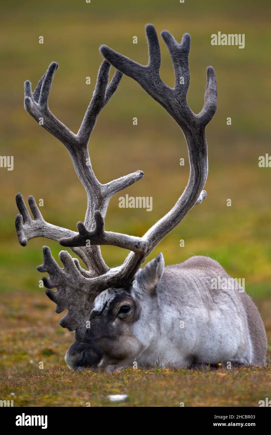 Vertical shot of a Eurasian Tundra Reindeer lying in the grass during ...