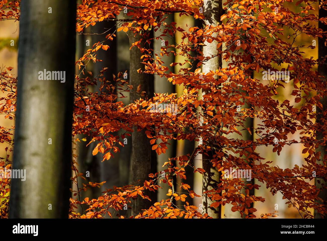 autumn leaves in the forest Stock Photo - Alamy