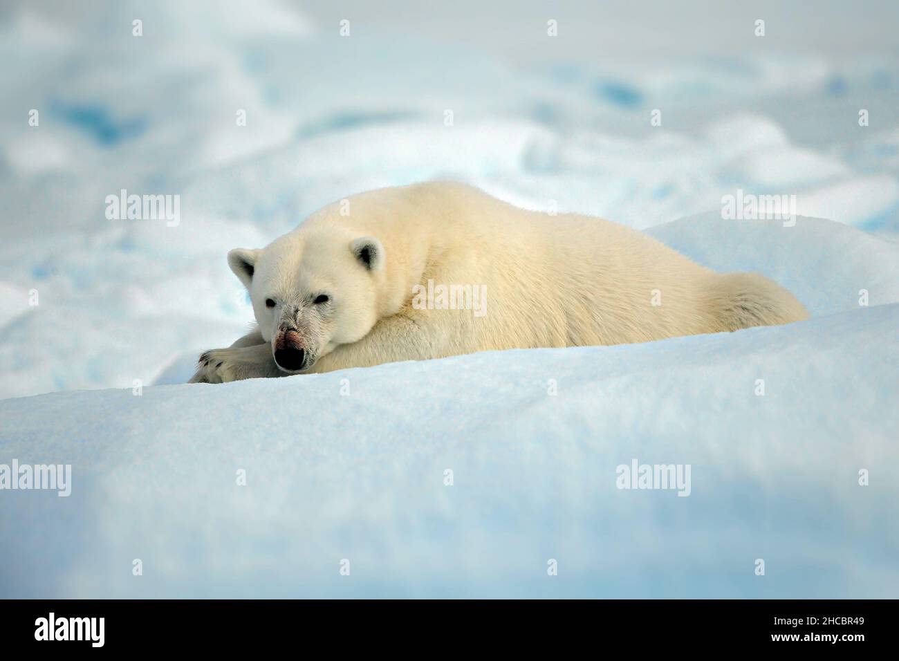 Beautiful shot of a white bear lying on the frozen surface during the ...