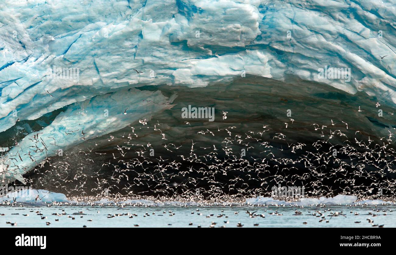 Beautiful shot of a flock of birds flying near the rocks in Svalbard ...