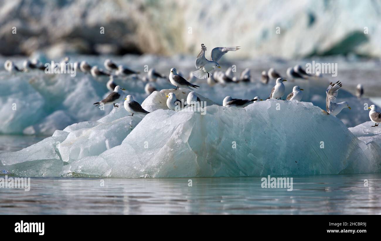 Big group of seagulls perched on a glacier floating in the arctic sea ...