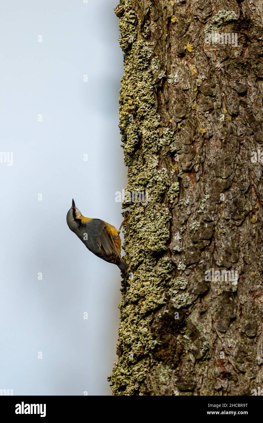 Nuthatches on branch hi-res stock photography and images - Alamy