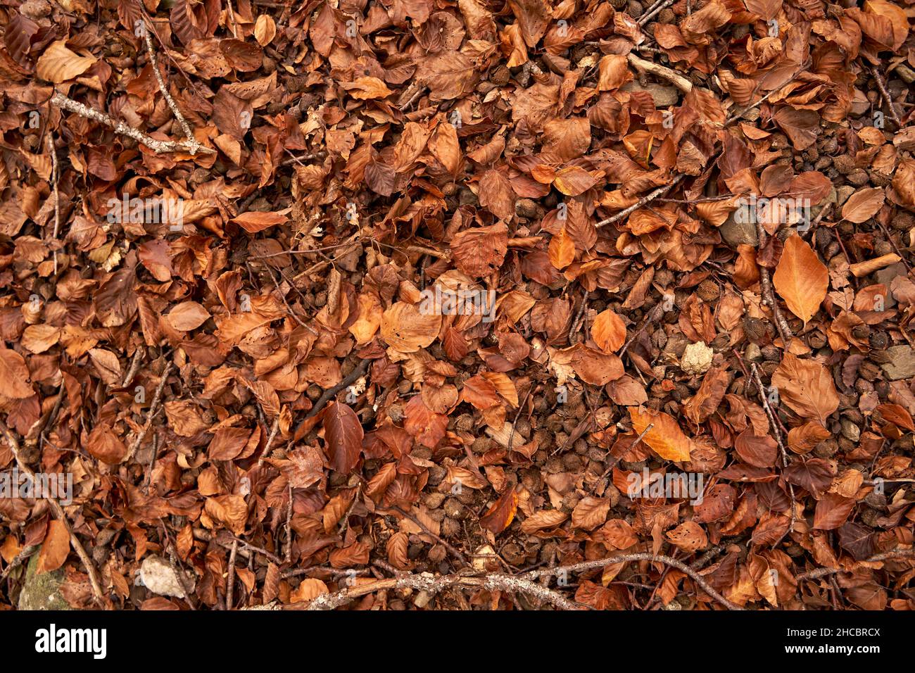 Land of leaves hi-res stock photography and images - Alamy