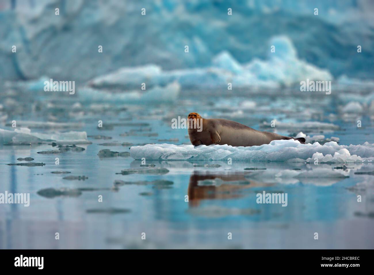 Big Walrus lying on a glacier the snowy habitat in Svalbard on a cold ...