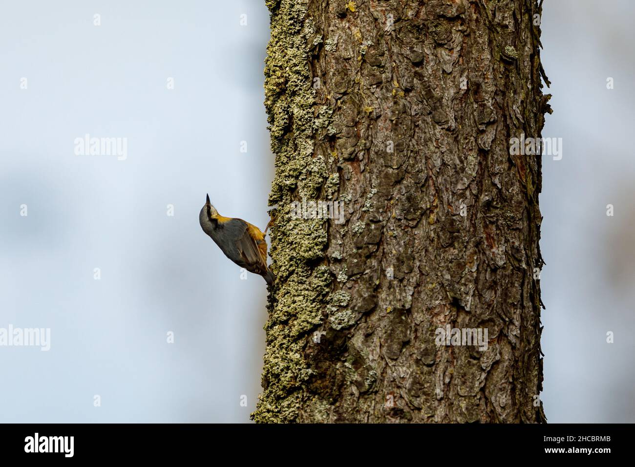 A nuthatch on a tree trunk Stock Photo - Alamy