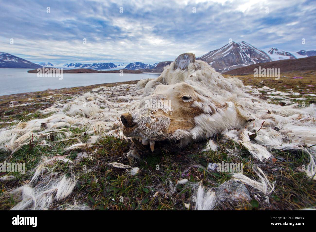 Dead bear hi-res stock photography and images - Alamy