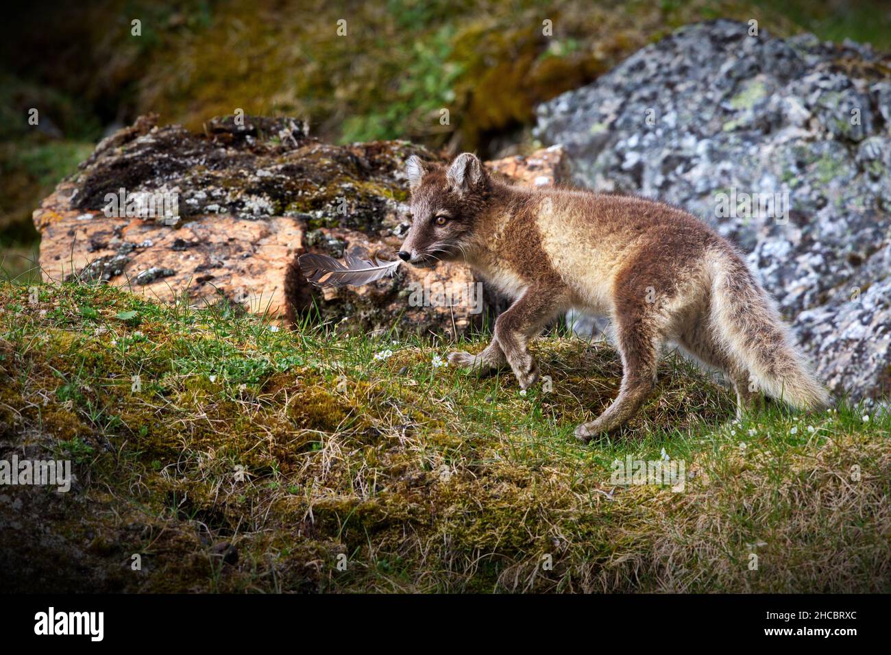 Beautiful shot of a arctic fox with its prey during the day in Svalbard ...