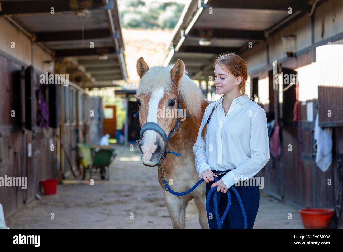 Young woman holding rope standing by horse in stable Stock Photo - Alamy