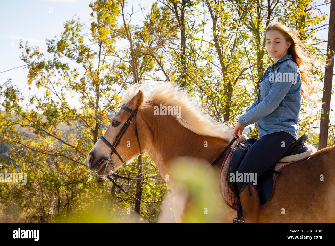 Young woman horseback riding by trees Stock Photo - Alamy