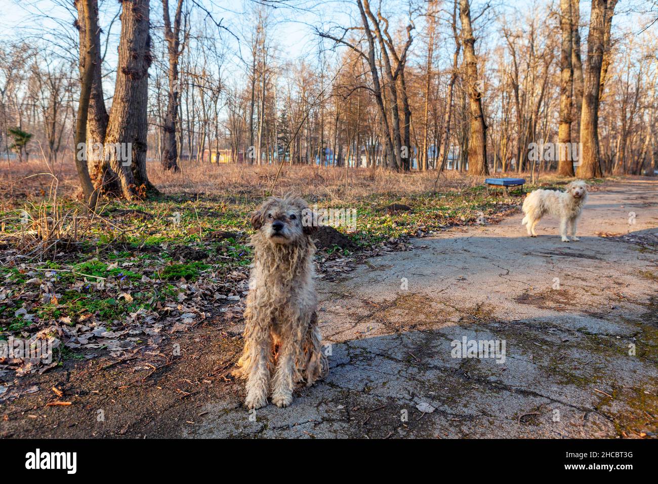 Homeless animals in the park . Shaggy dog portrait . Stray dogs in ...