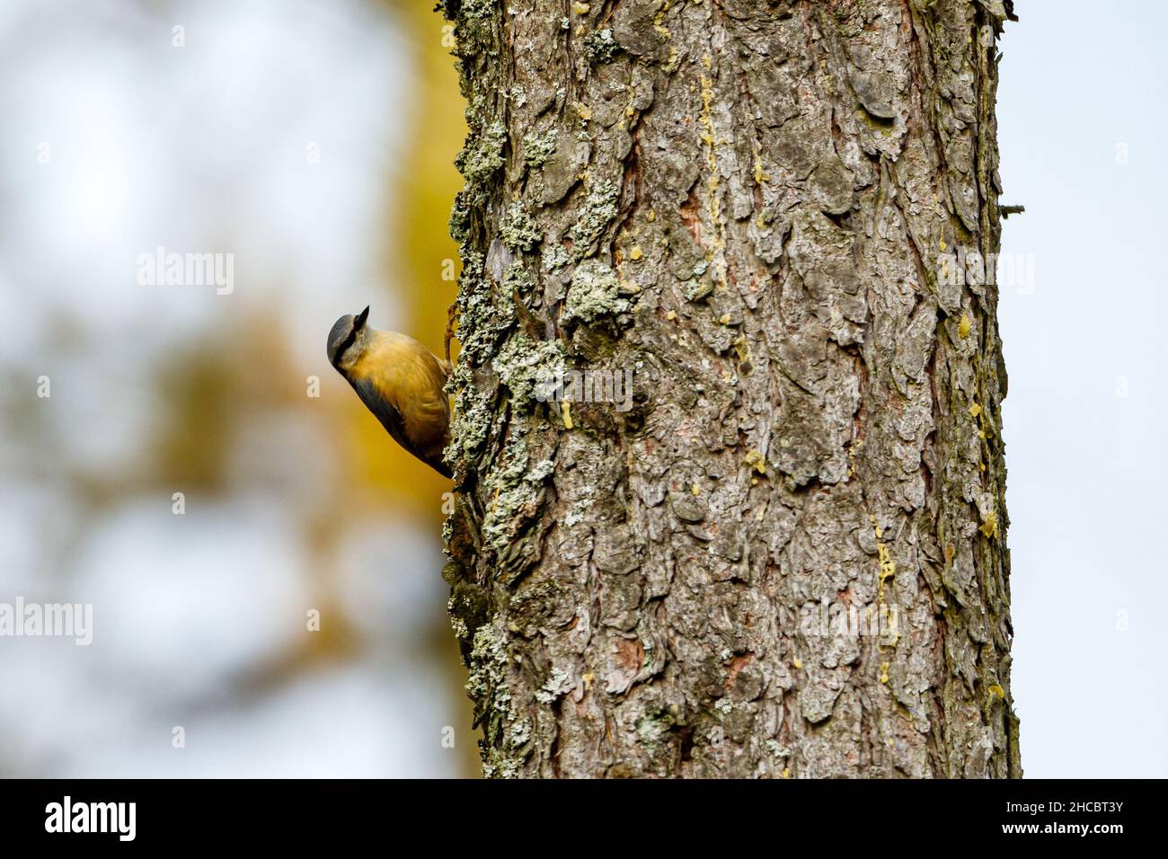 A nuthatch on a tree trunk Stock Photo - Alamy
